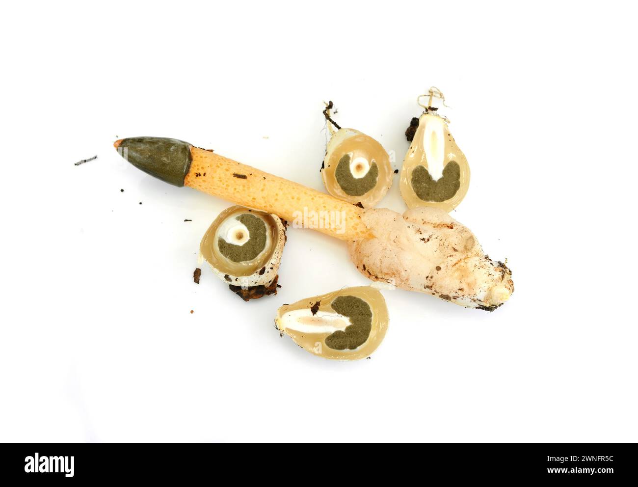 Dog stinkhorn (Mutinus caninus) isolated is a saprobiotic species of ...