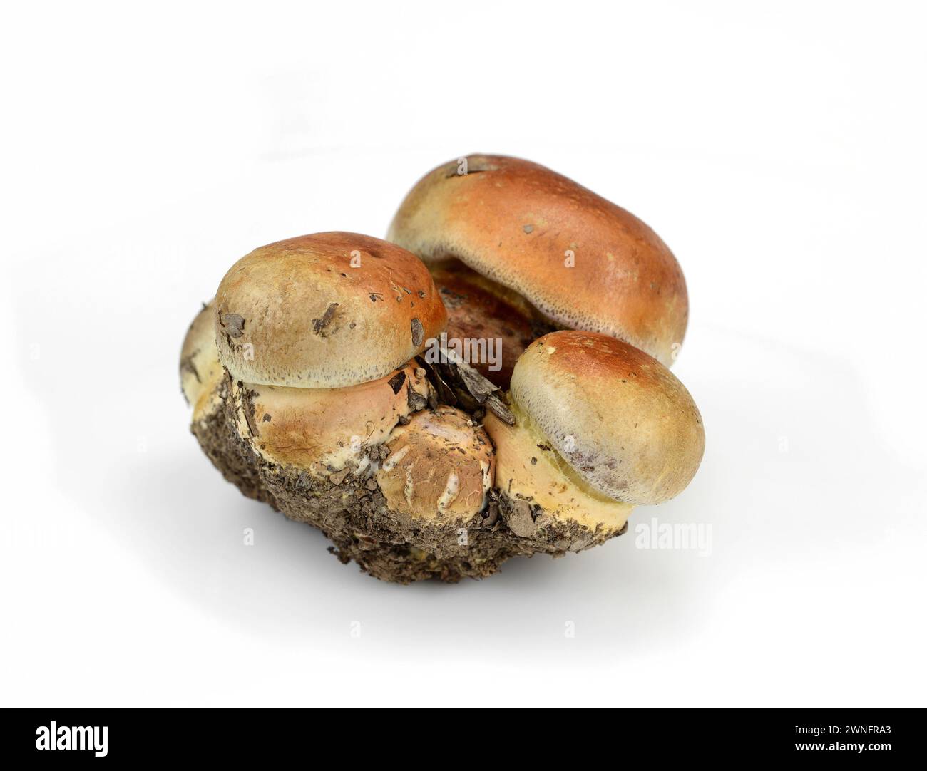 The Cortinarius triumphans mushroom isolated on white Stock Photo - Alamy