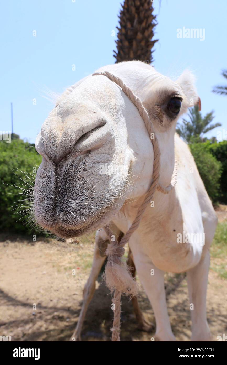 Portrait detail of healthy and funny camel on Marrakesh, Morocco Stock ...