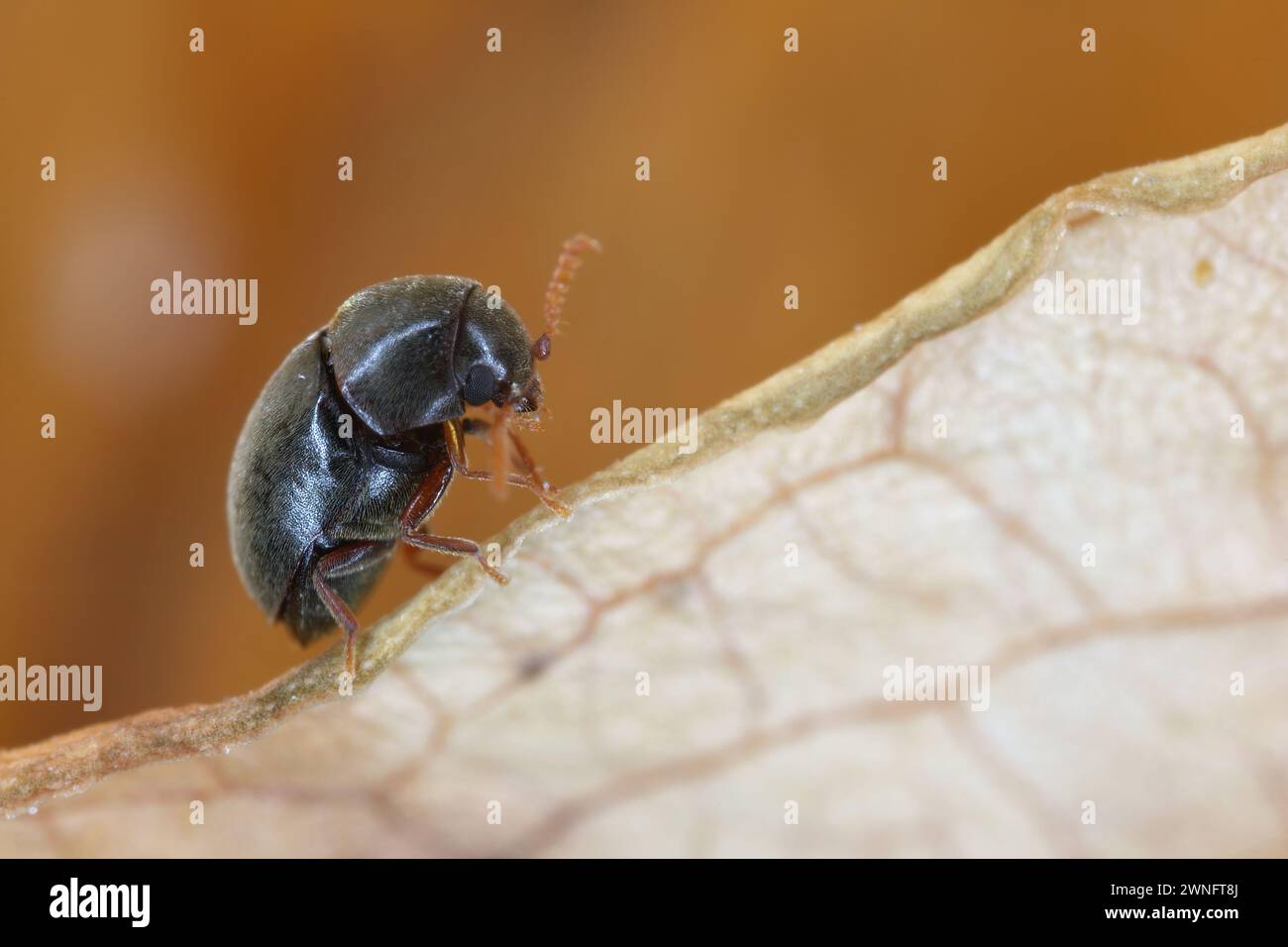 Mesocoelopus niger a tiny and rare beetle in the family Anobiidae ...