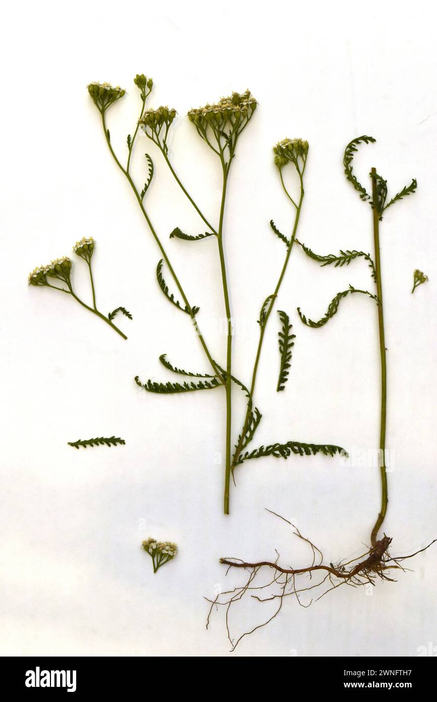 On a white background grass Yarrow, its flowers, leaves, stem and root ...