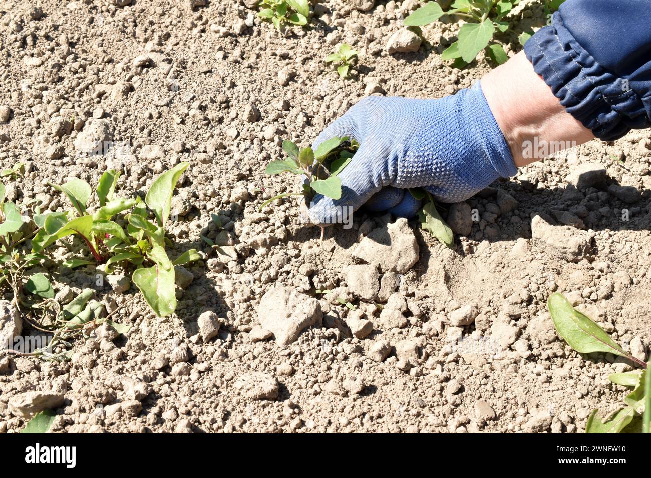 The picture shows the hands of a woman who is busy removing weeds growing on the garden beds ...