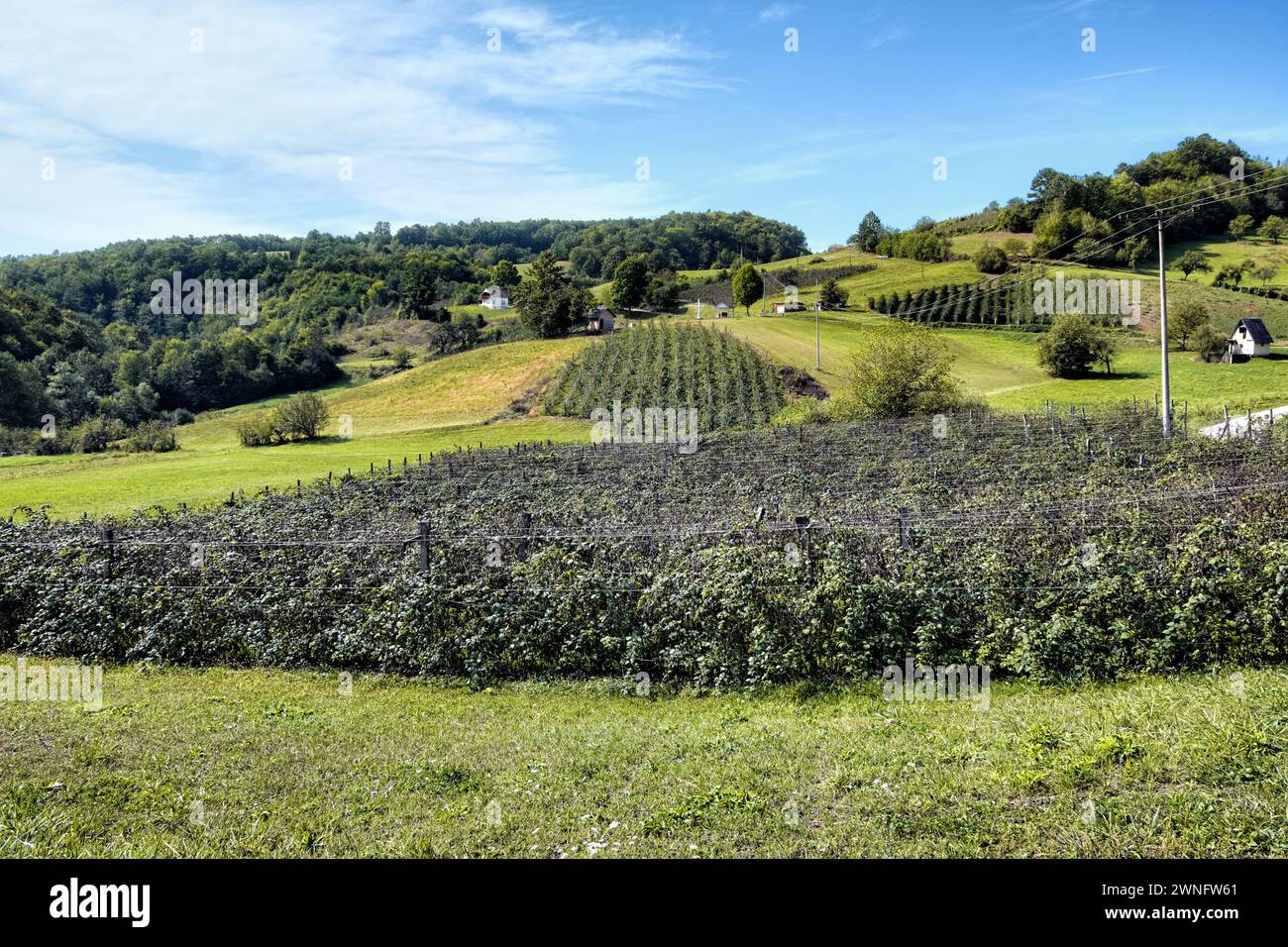 raspberry fields on hillside near Ivanjica in Serbia, third place ...