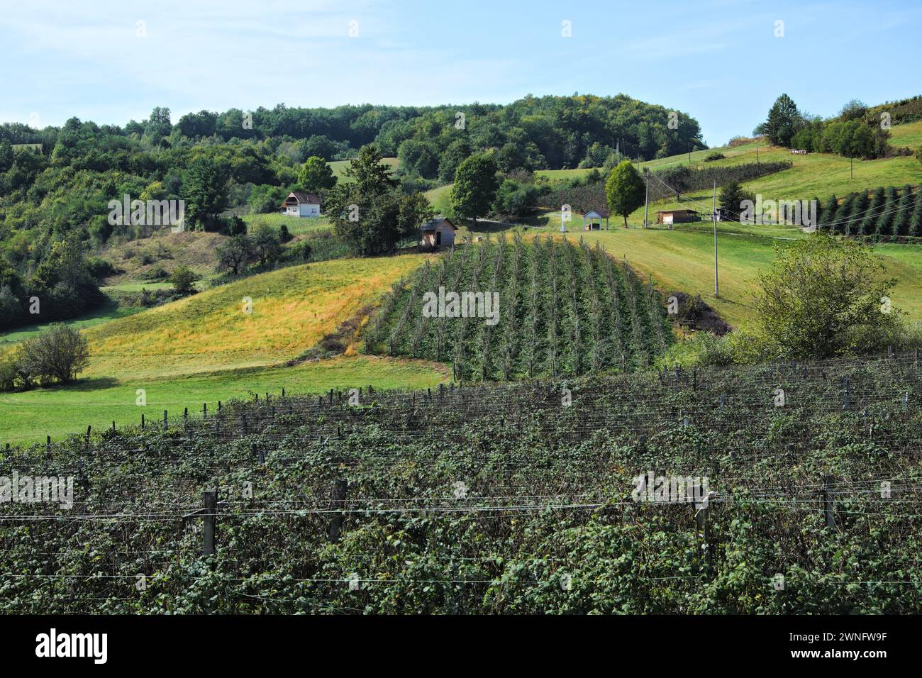 raspberry fields on hillside near Ivanjica in Serbia, third place ...