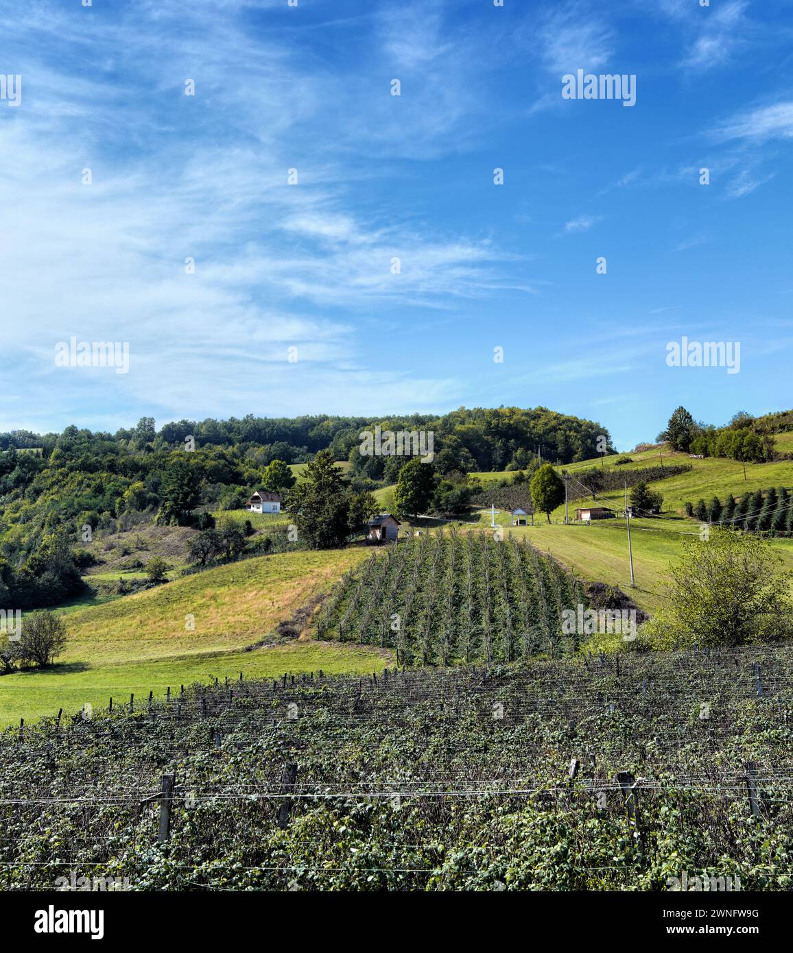 beautiful landscape with raspberry fields on hillside near Ivanjica in ...