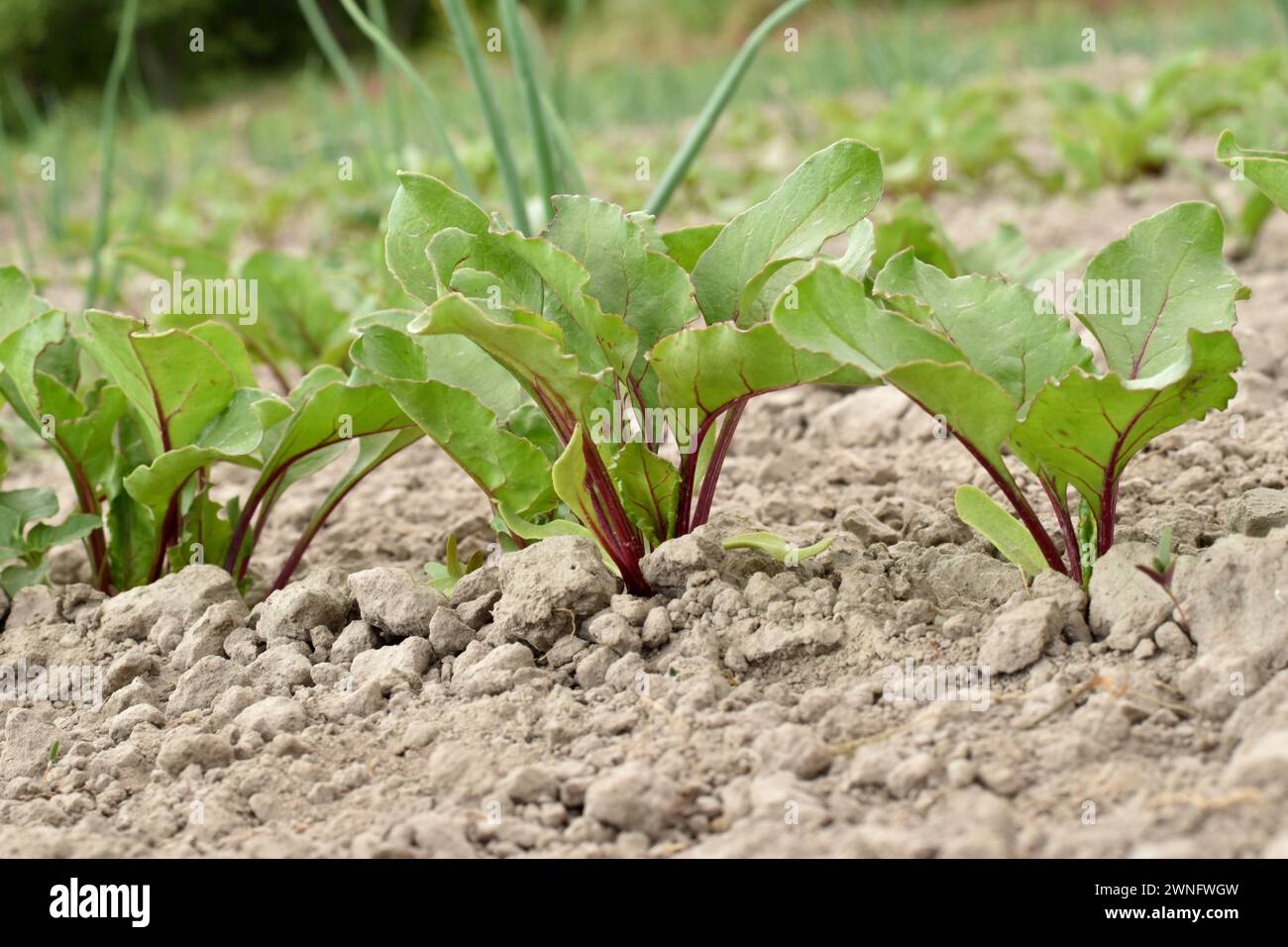 The first red beet leaves breaking through the soil in the garden Stock ...