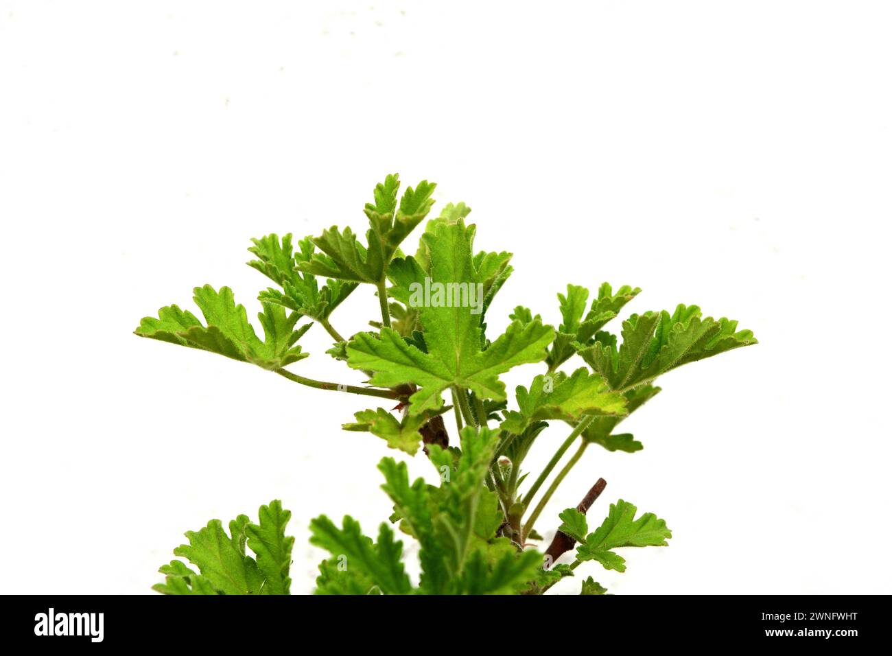 leaves of Citronella Geranium plant isolated on white (Scent Geranium ...