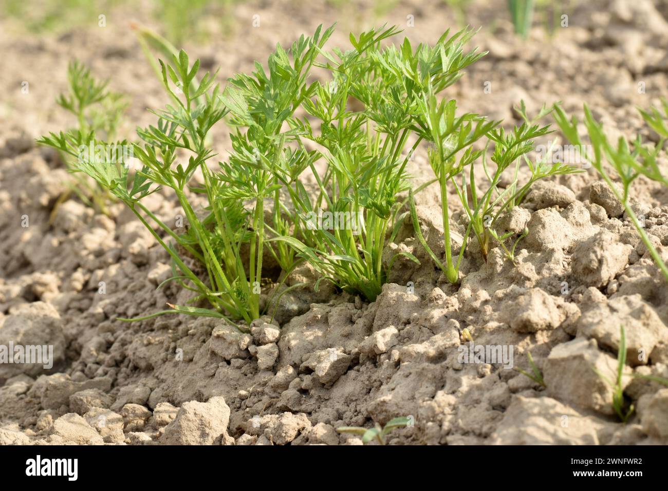 The breaking ground garden hi-res stock photography and images - Alamy
