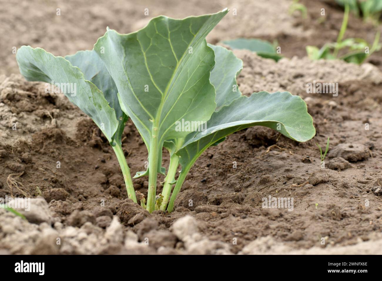 White cabbage seedling hi-res stock photography and images - Alamy