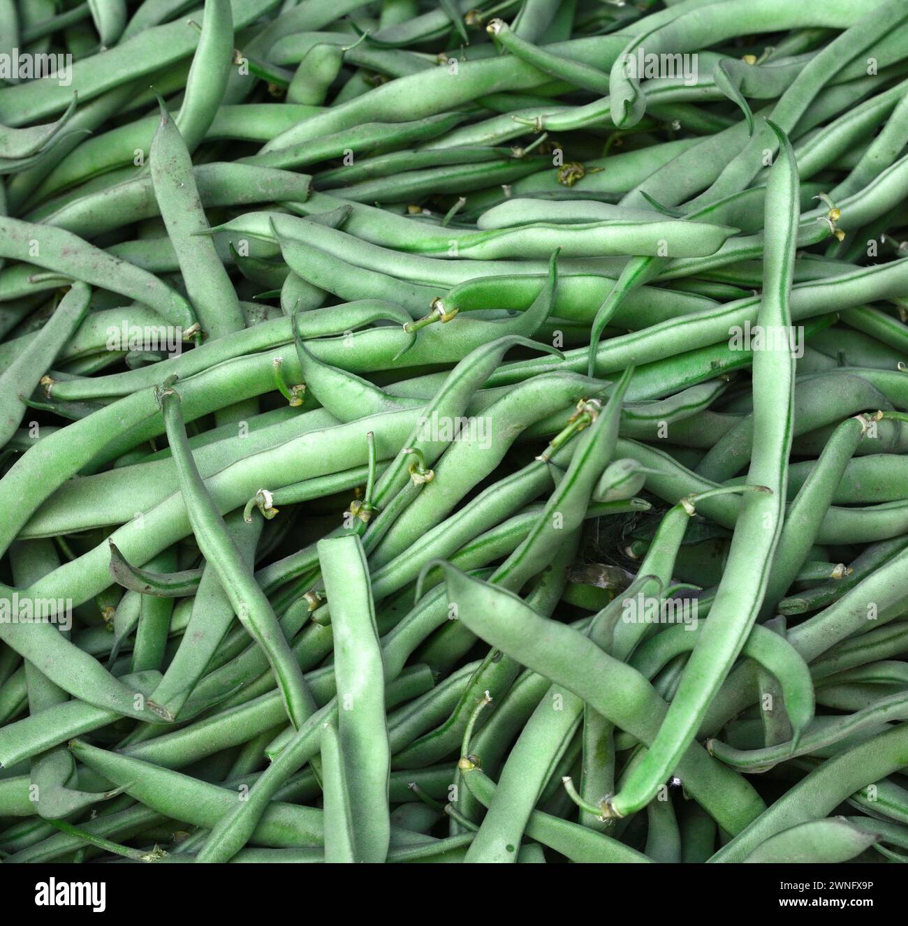 Bush beans are green beans that grow on a short, bushy plant. Common ...