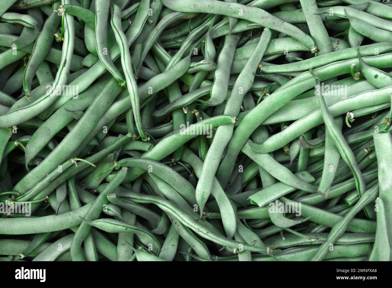 Bush beans are green beans that grow on a short, bushy plant. Common ...