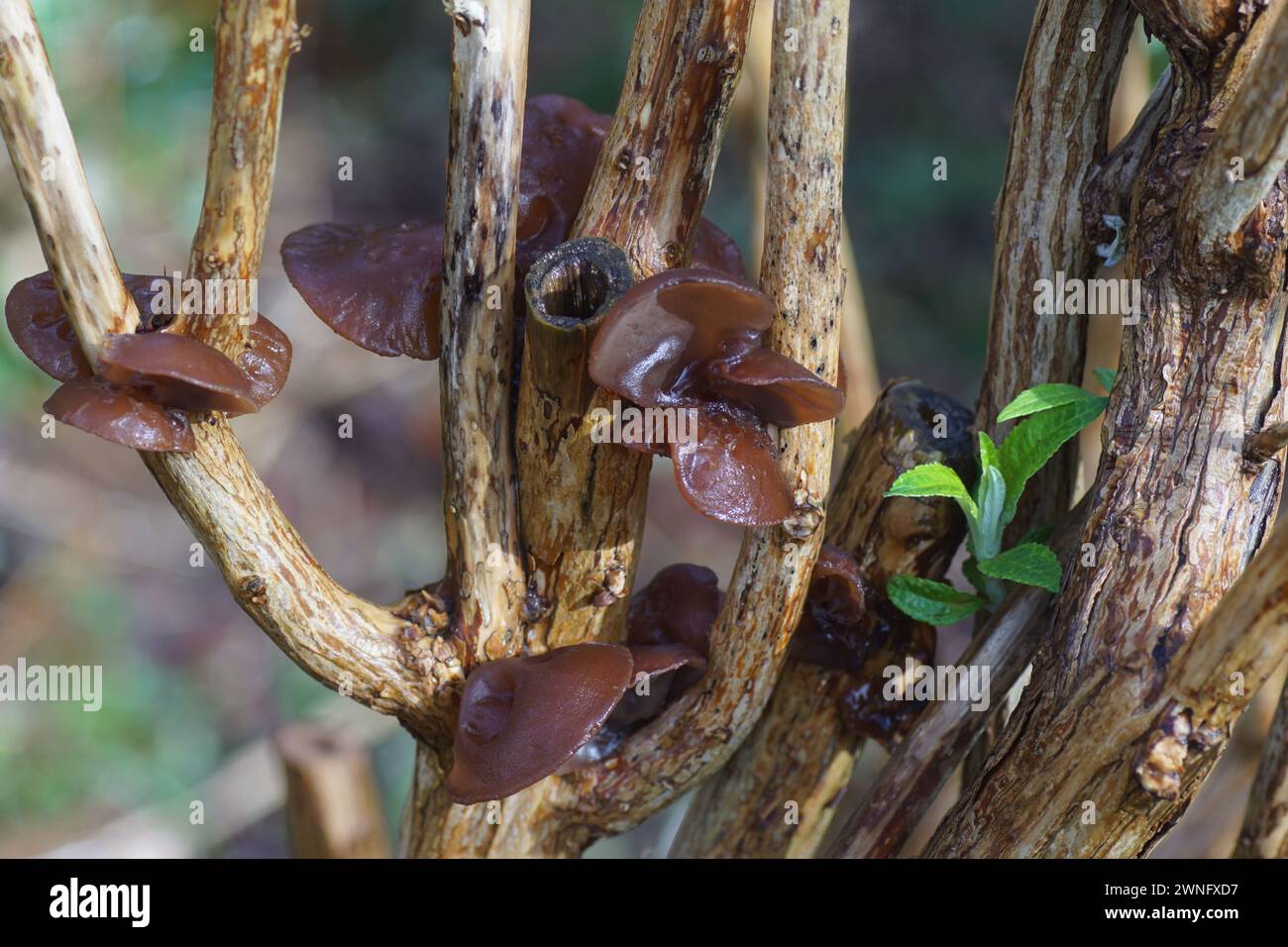 Closeup fungus jelly ear, Judas’s or Jew’s ear (Auricularia auricula ...