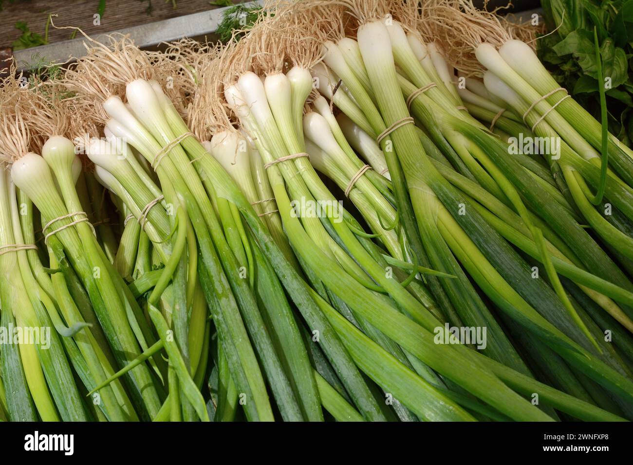 pile of freshly harvested green onions. Fresh onion for sell Stock ...