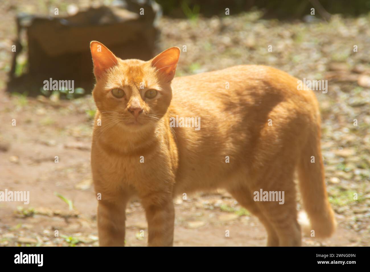 Cute and funny orange cat photo Stock Photo - Alamy