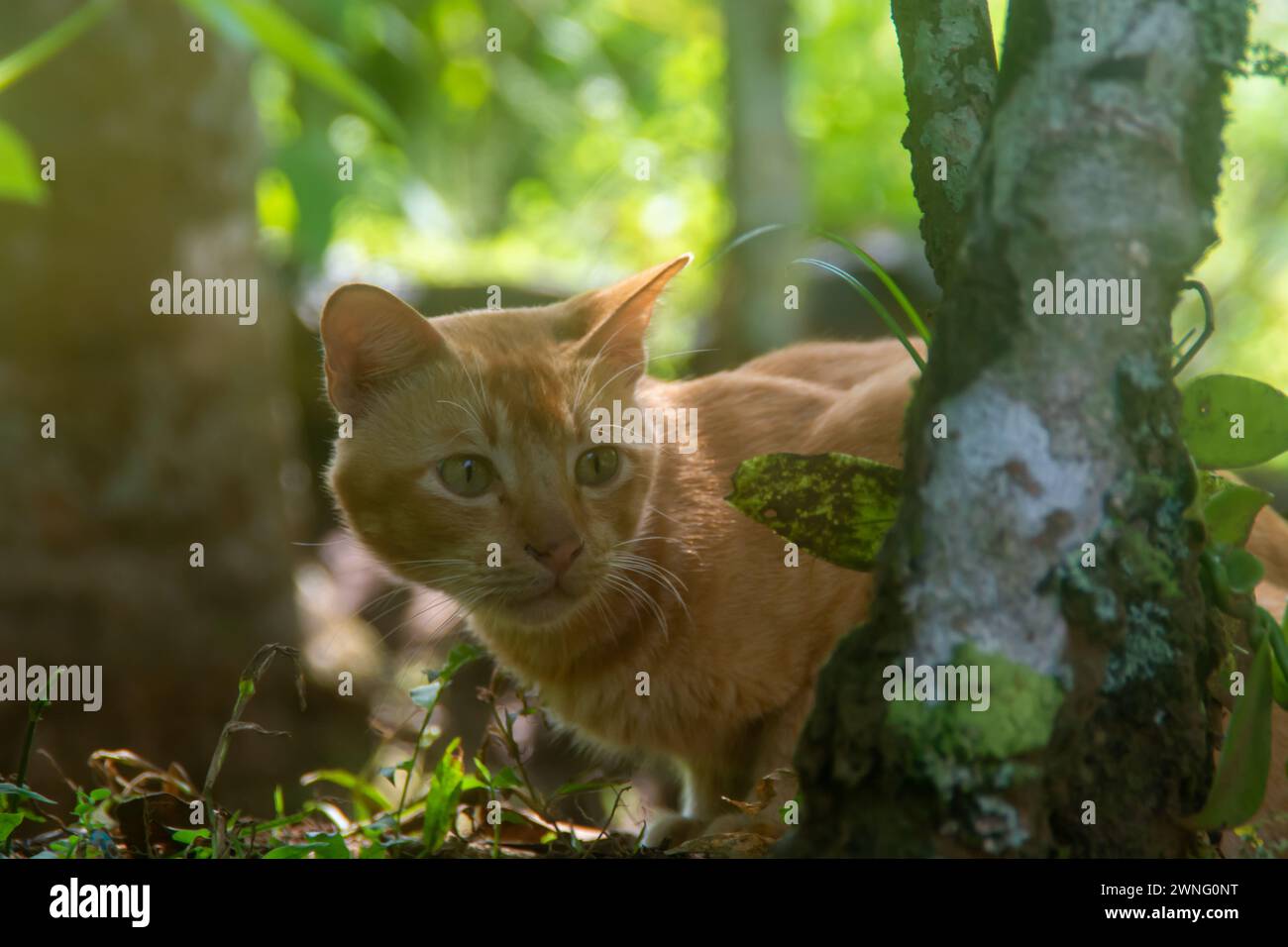 Cute and funny orange cat photo Stock Photo - Alamy