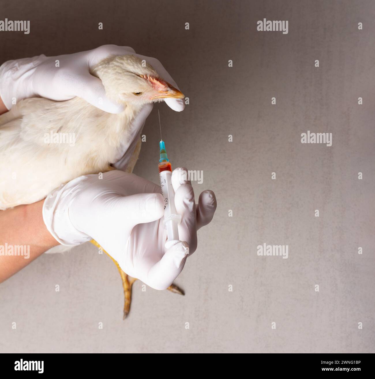 Hands of female veterinarian in white gloves with a syringe and white ...