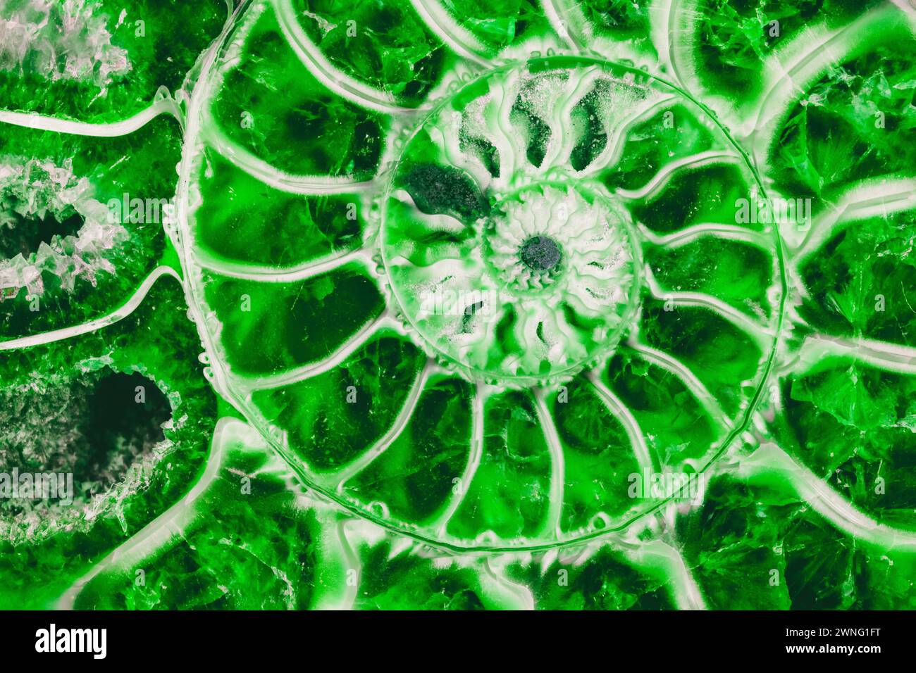beautiful background green ammonite texture in section with the golden ...