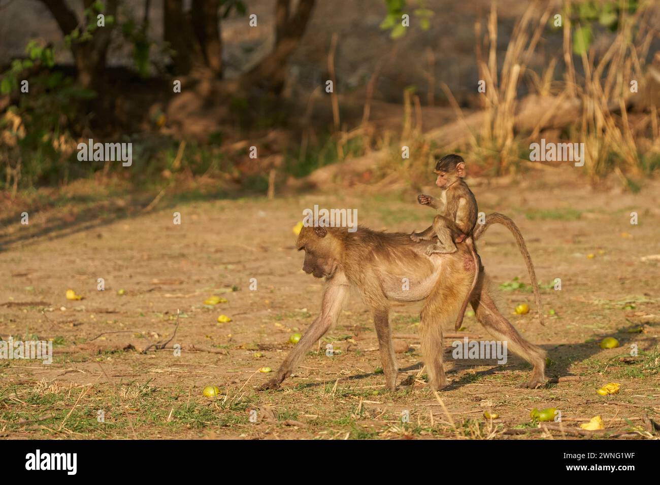 Yellow Baboon (Papio cynocephalus) carrying its young on its back ...
