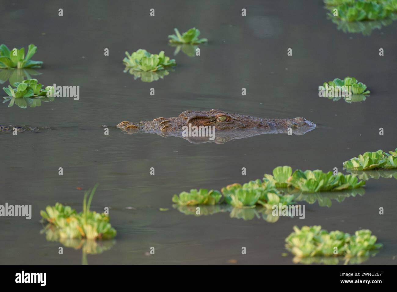 Nile Crocodile (Crocodylus niloticus) lurking amongst floating water ...