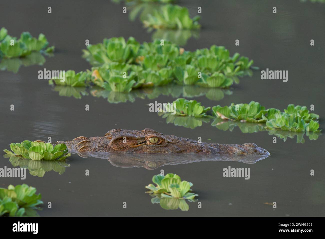 Nile Crocodile (Crocodylus niloticus) lurking amongst floating water ...