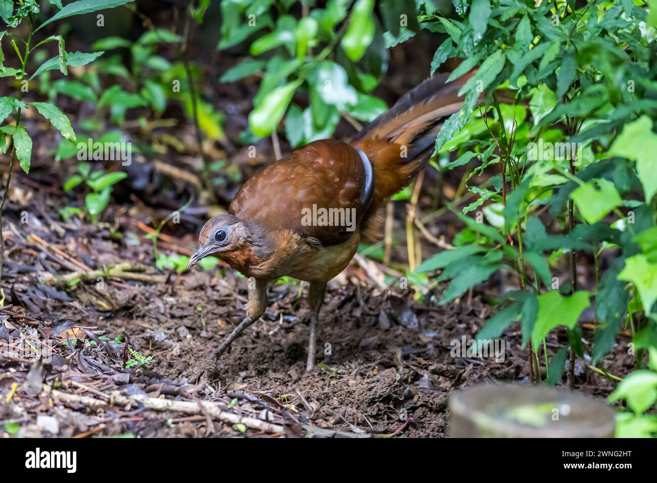 Female Superb Lyrebird (Menura novaehollandiae) hiding in the bush ...