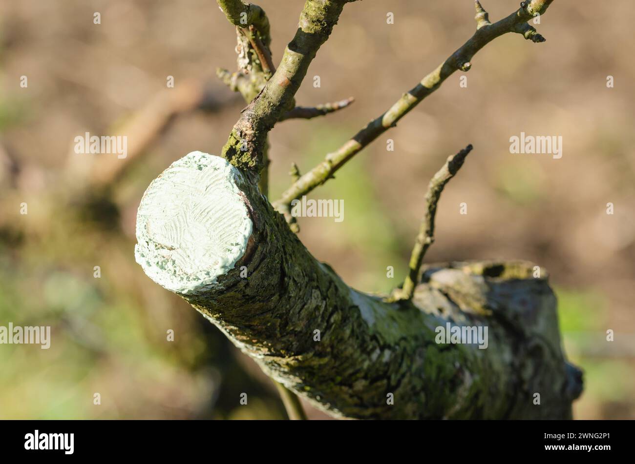 Pruned cut stem hi-res stock photography and images - Alamy