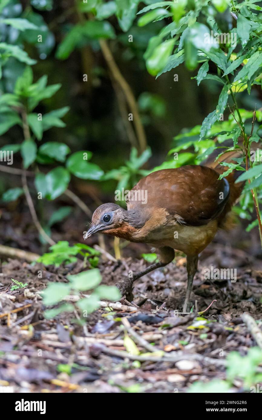 Lyrebird environment hi-res stock photography and images - Alamy