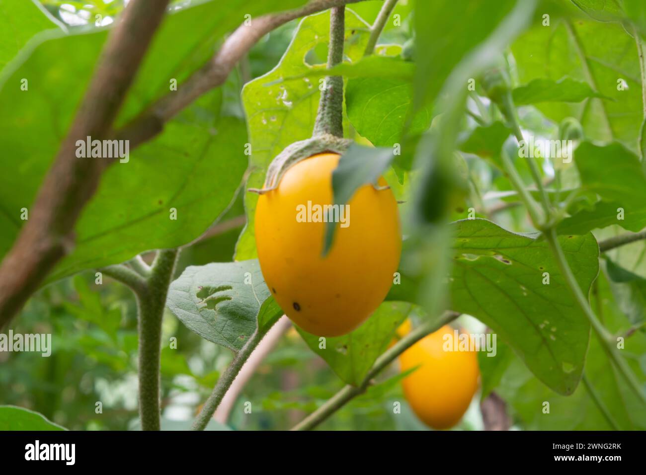 Fresh eggplant (Solanum melongena) flat lay is yellow in color Stock ...