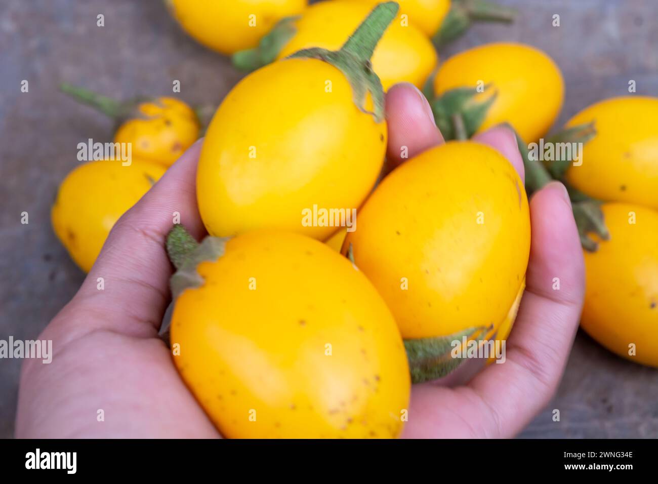 Fresh eggplant (Solanum melongena) flat lay is yellow in color Stock ...