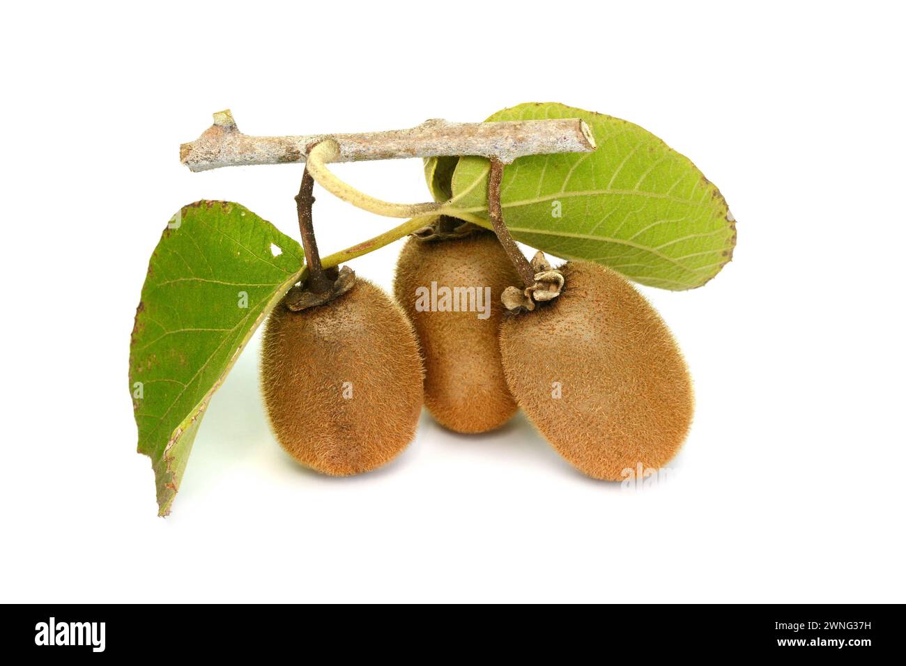 Dear fruits Cut Out Stock Images & Pictures - Alamy
