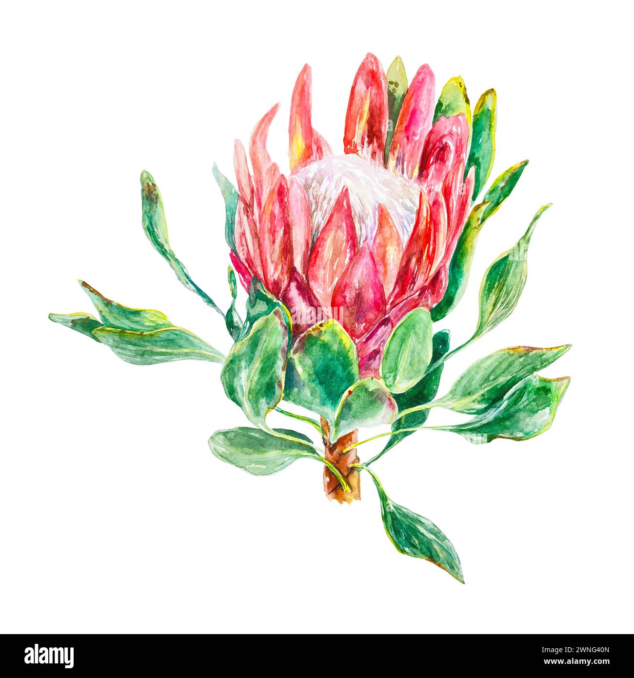 Australian protea Cut Out Stock Images & Pictures - Alamy