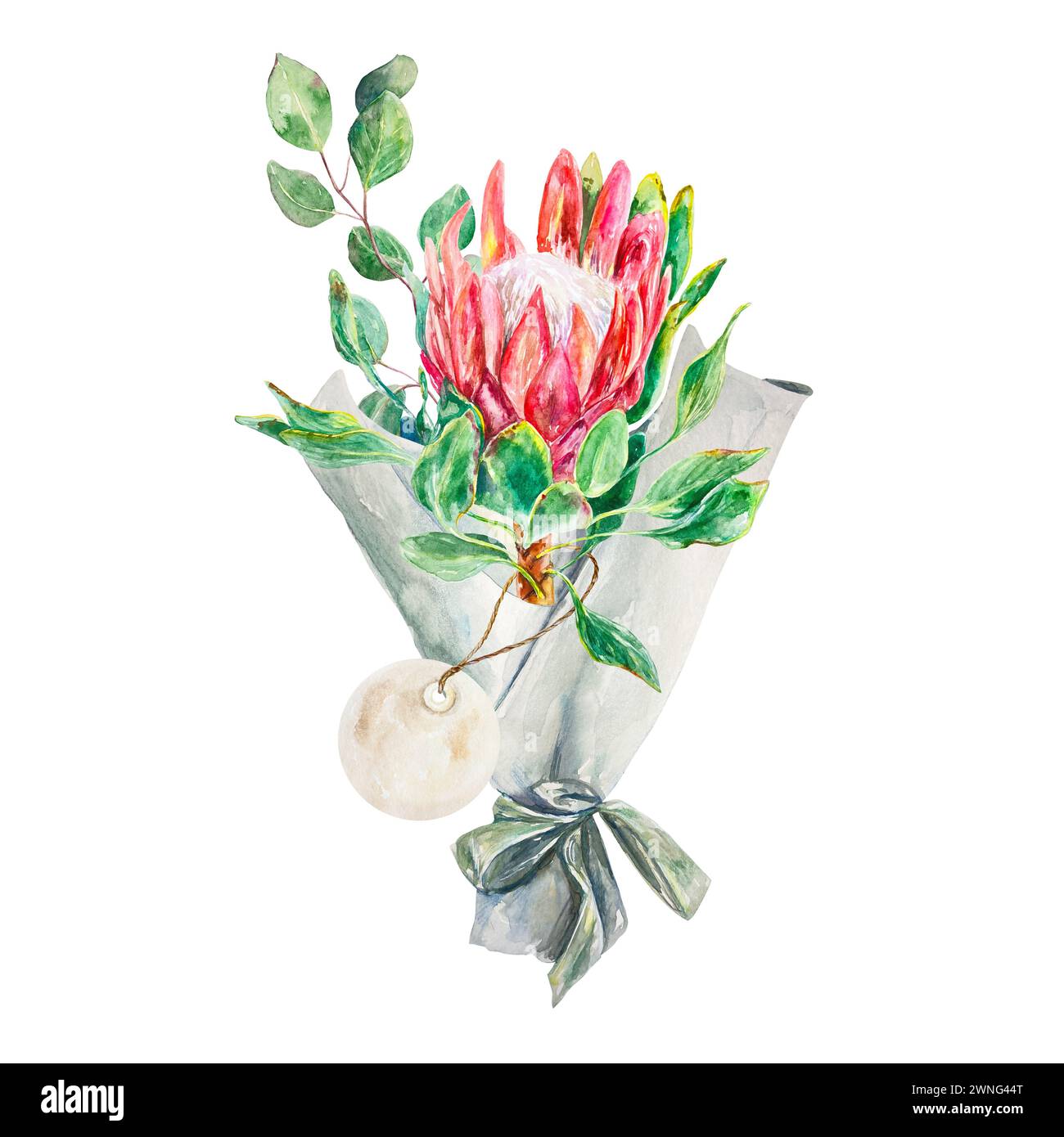 Protea watercolor. Hand drawn bouquet of pink protea and eucalyptus ...