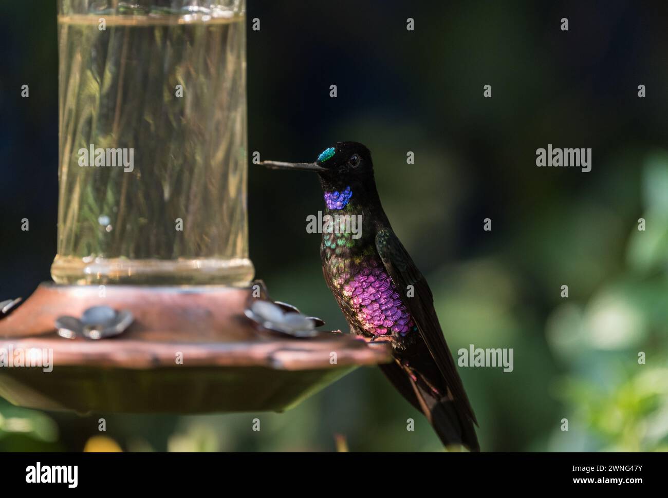 Blue-throated Starfrontlet (Coeligena helianthea), a hummingbird on a ...