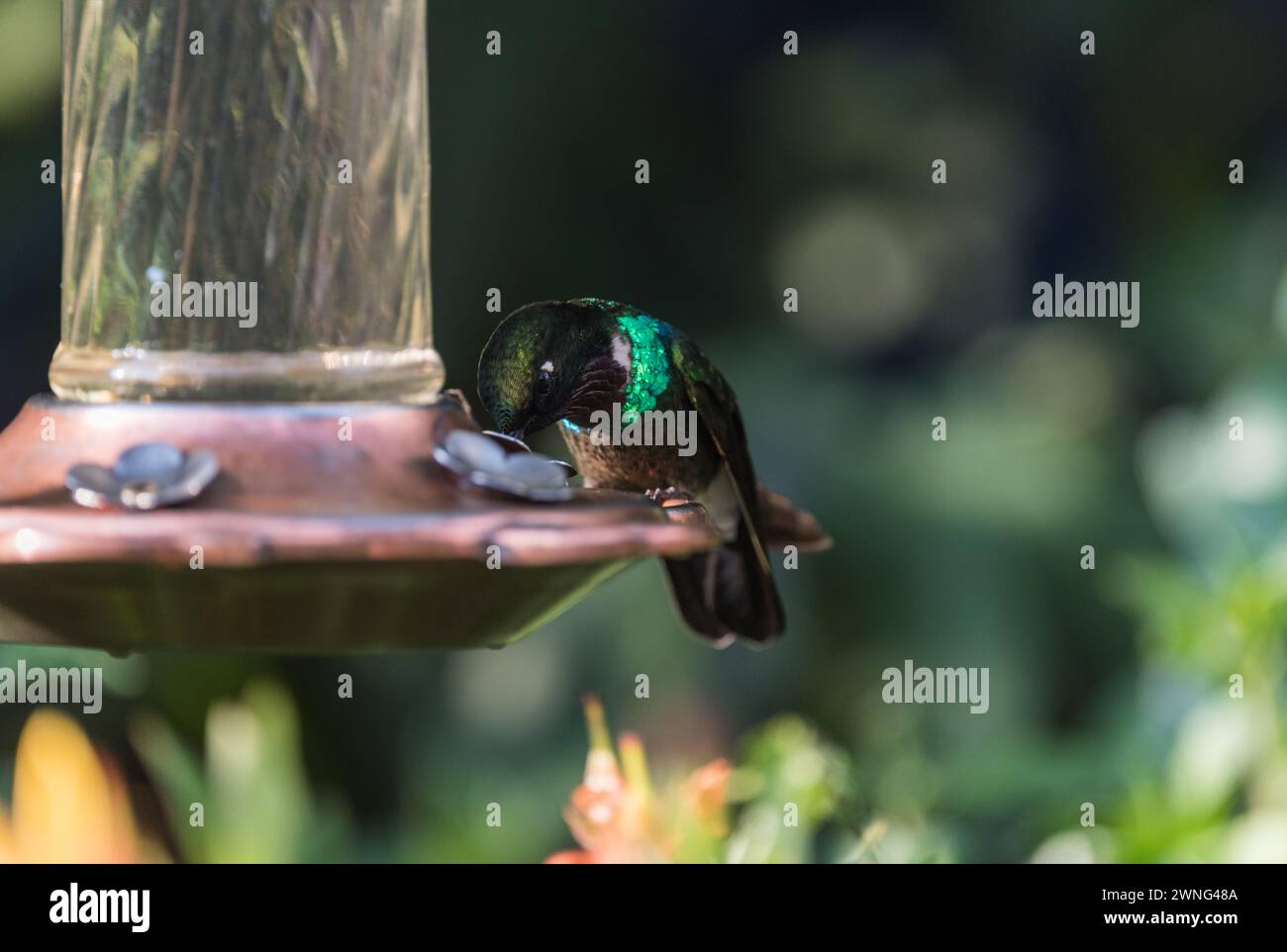 Blue-throated Starfrontlet (Coeligena helianthea), a hummingbird on a ...
