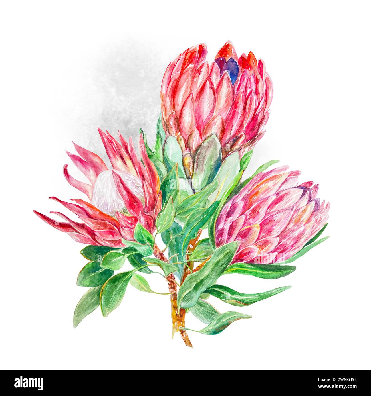 Protea watercolor. Hand drawn illustration of pink flowers isolated on ...