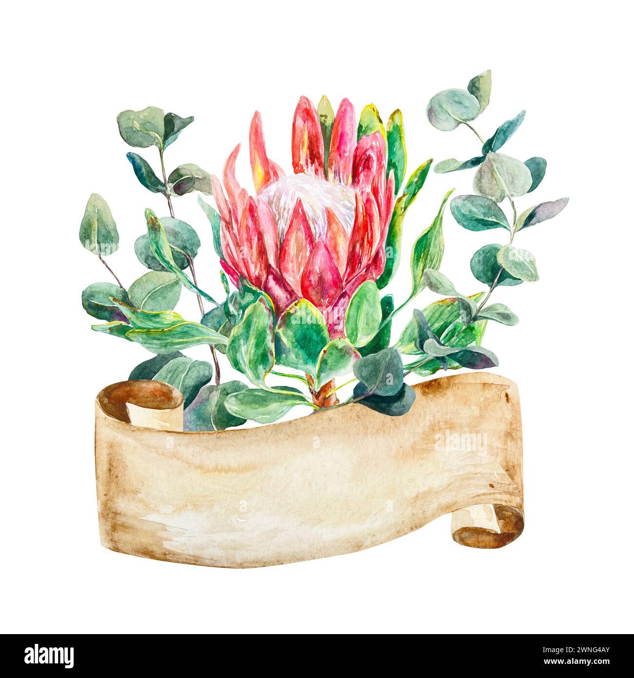 Protea watercolor. Hand drawn illustration of pink flower, eucalyptus ...