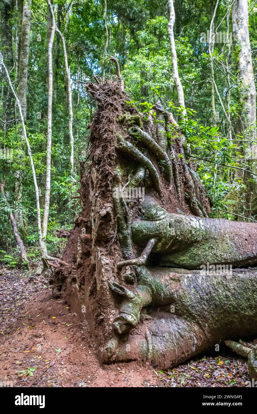 Exposed tree root system hi-res stock photography and images - Alamy