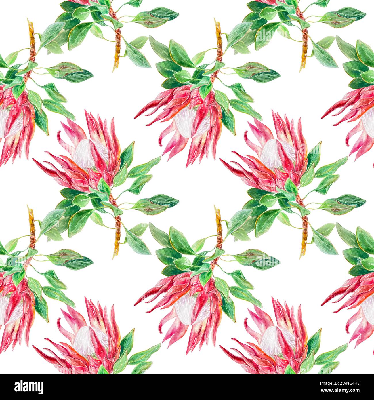 Protea on tree Cut Out Stock Images & Pictures - Alamy