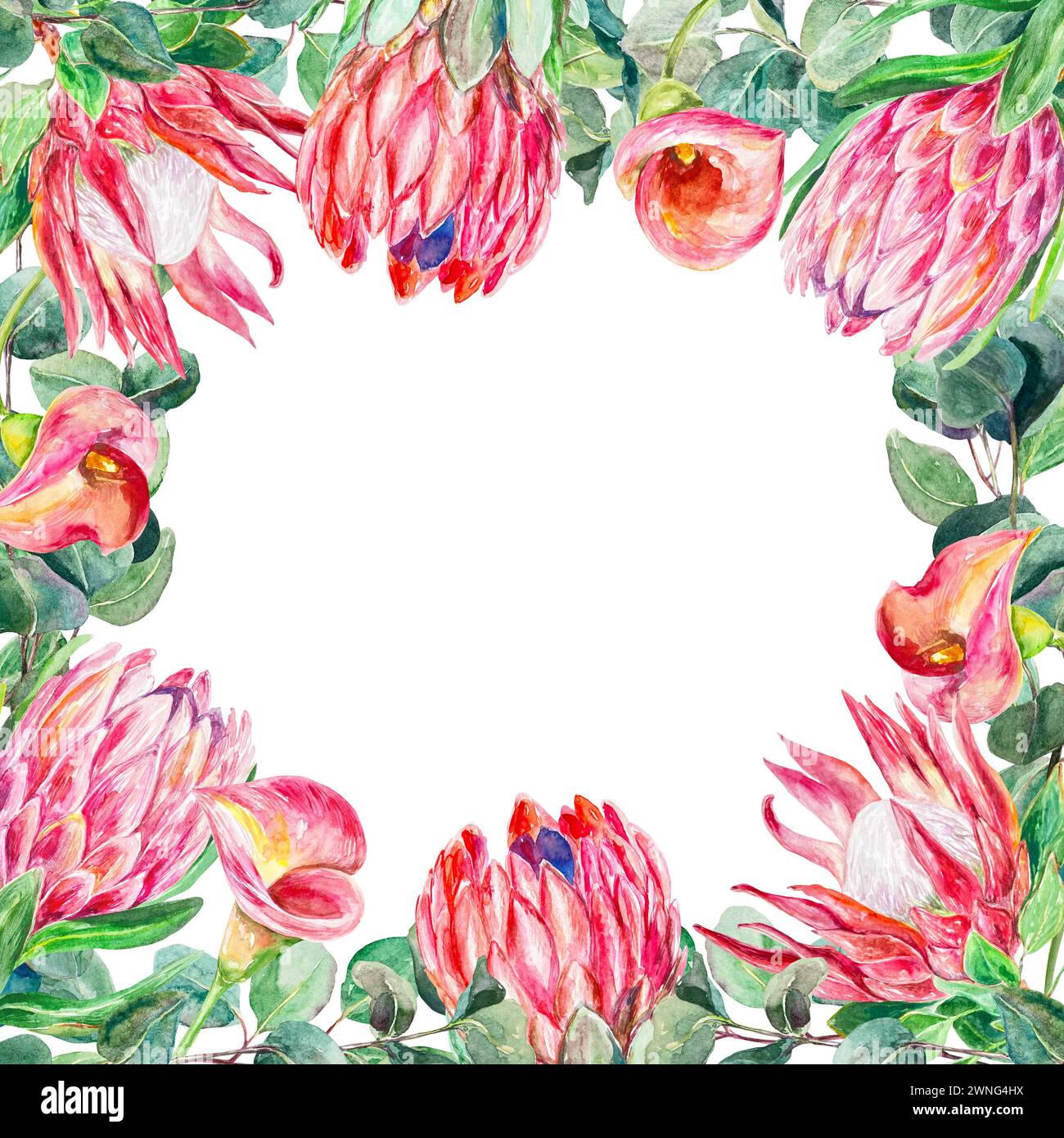 Protea frame hi-res stock photography and images - Alamy