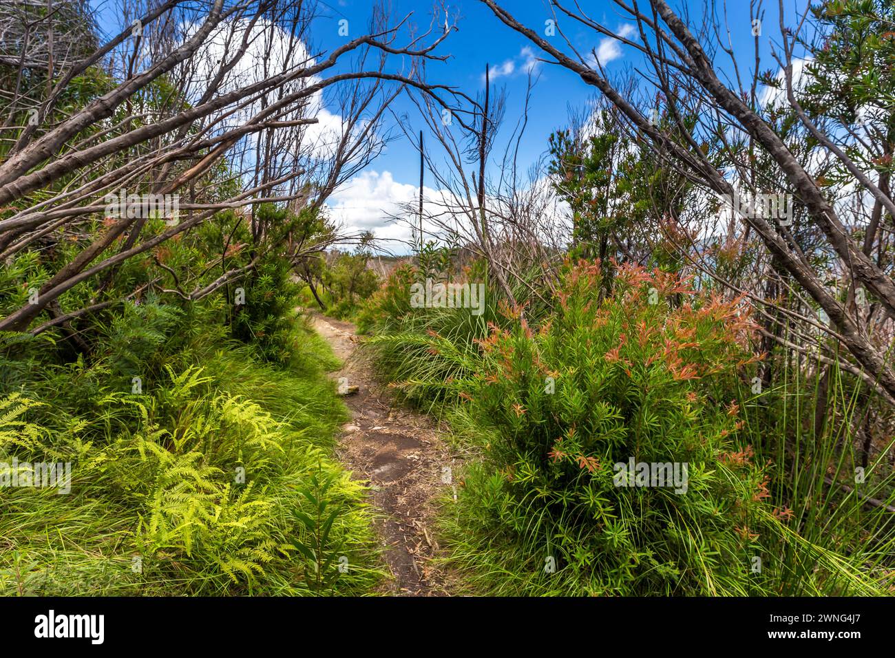 Walking Trail in Binna Burra Section of Lamington National Park ...