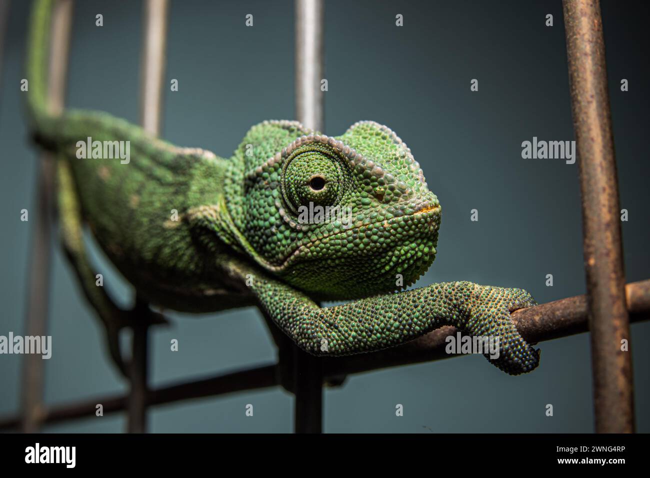 Chameleons scales hi-res stock photography and images - Alamy