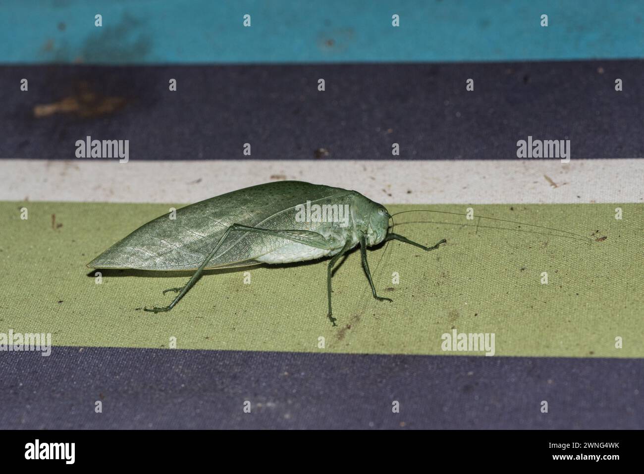 Montezuma lodge hi-res stock photography and images - Alamy