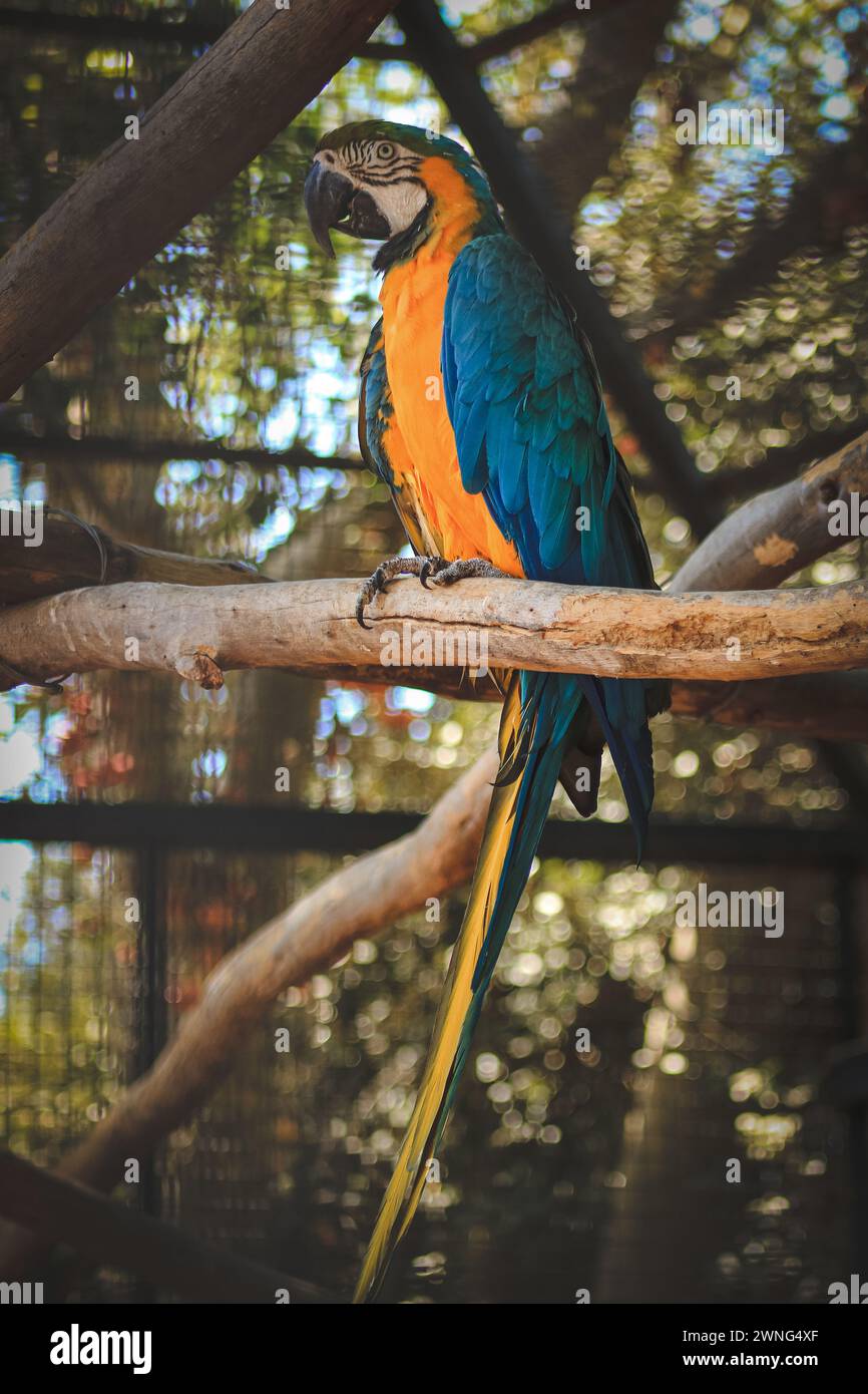 Tree branch perch hi-res stock photography and images - Alamy