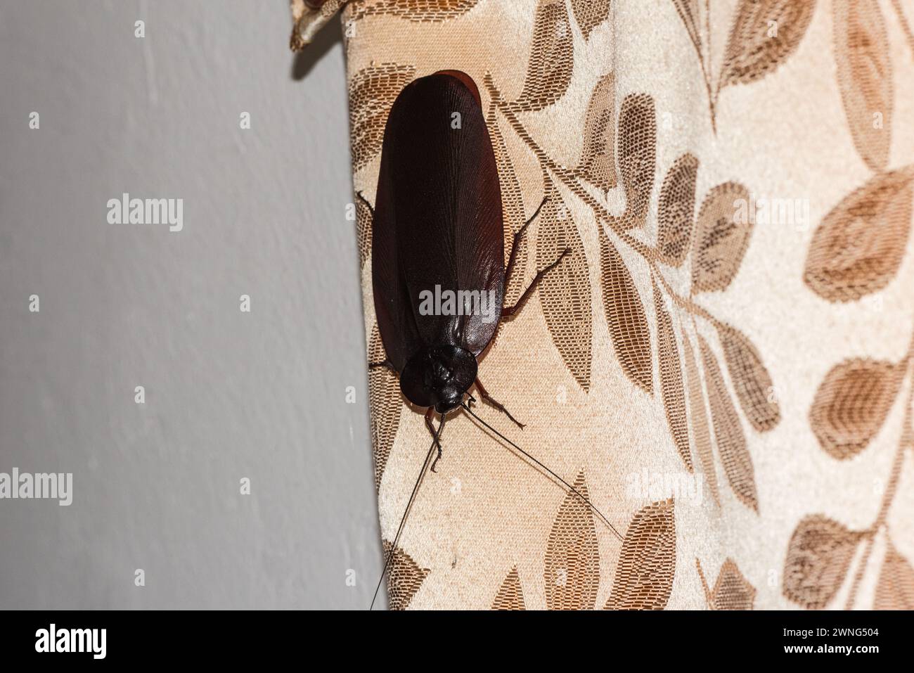 A very large Cockroach (possibly a Giant Black Cockroach - Megaloblatta ...