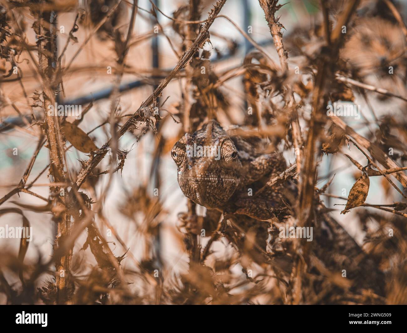 Gaze of wonder hi-res stock photography and images - Alamy