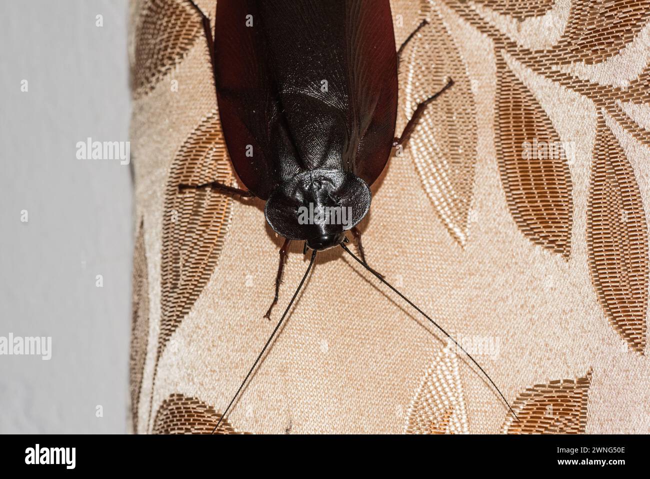 A very large Cockroach (possibly a Giant Black Cockroach - Megaloblatta ...