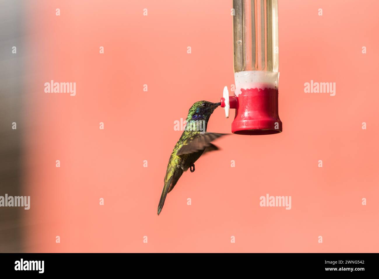 Sparkling Violet-ear (Colibri coruscans) on a bird feeder in Chingaza ...