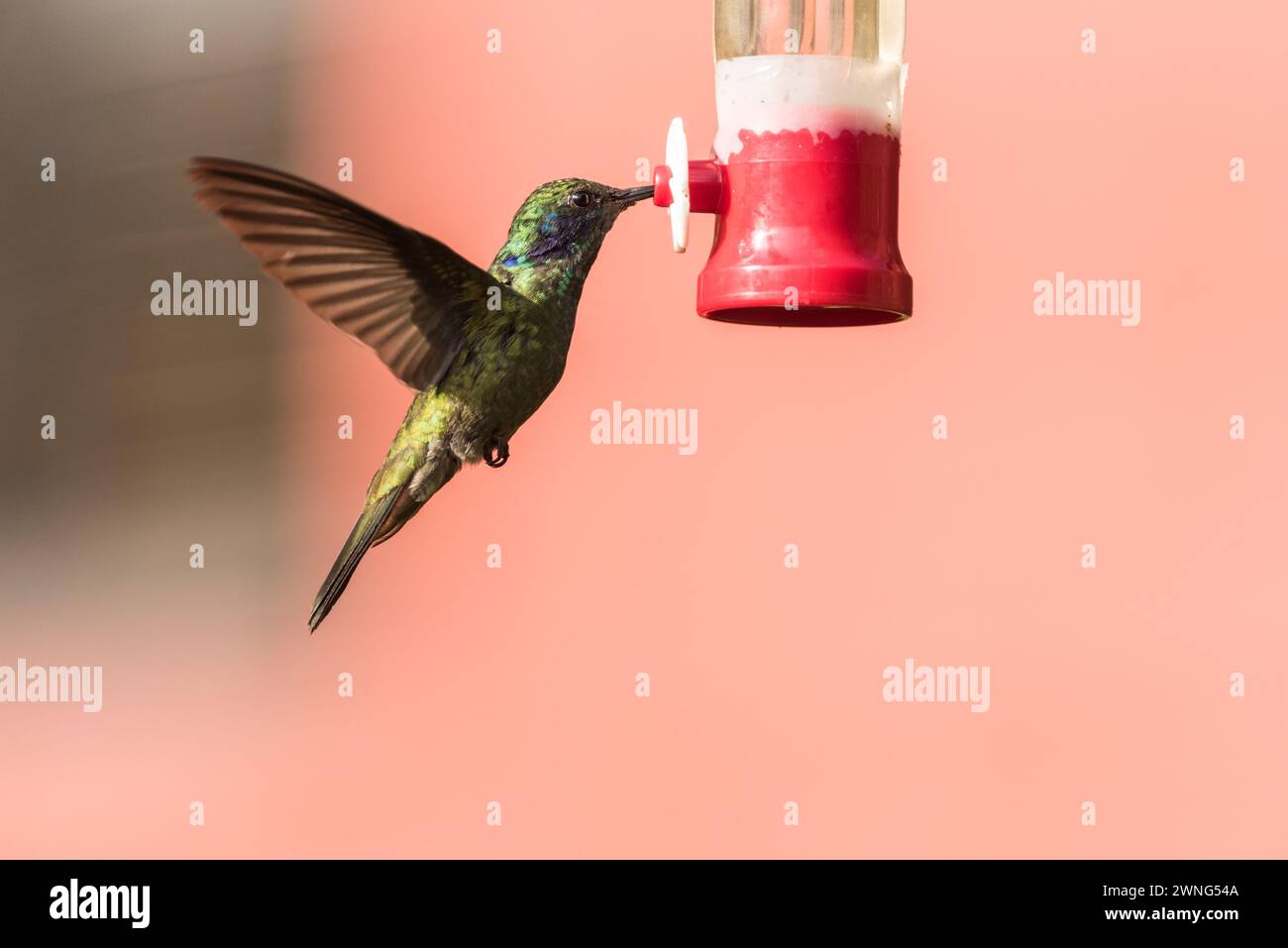 Sparkling Violet-ear (Colibri coruscans) on a bird feeder in Chingaza ...