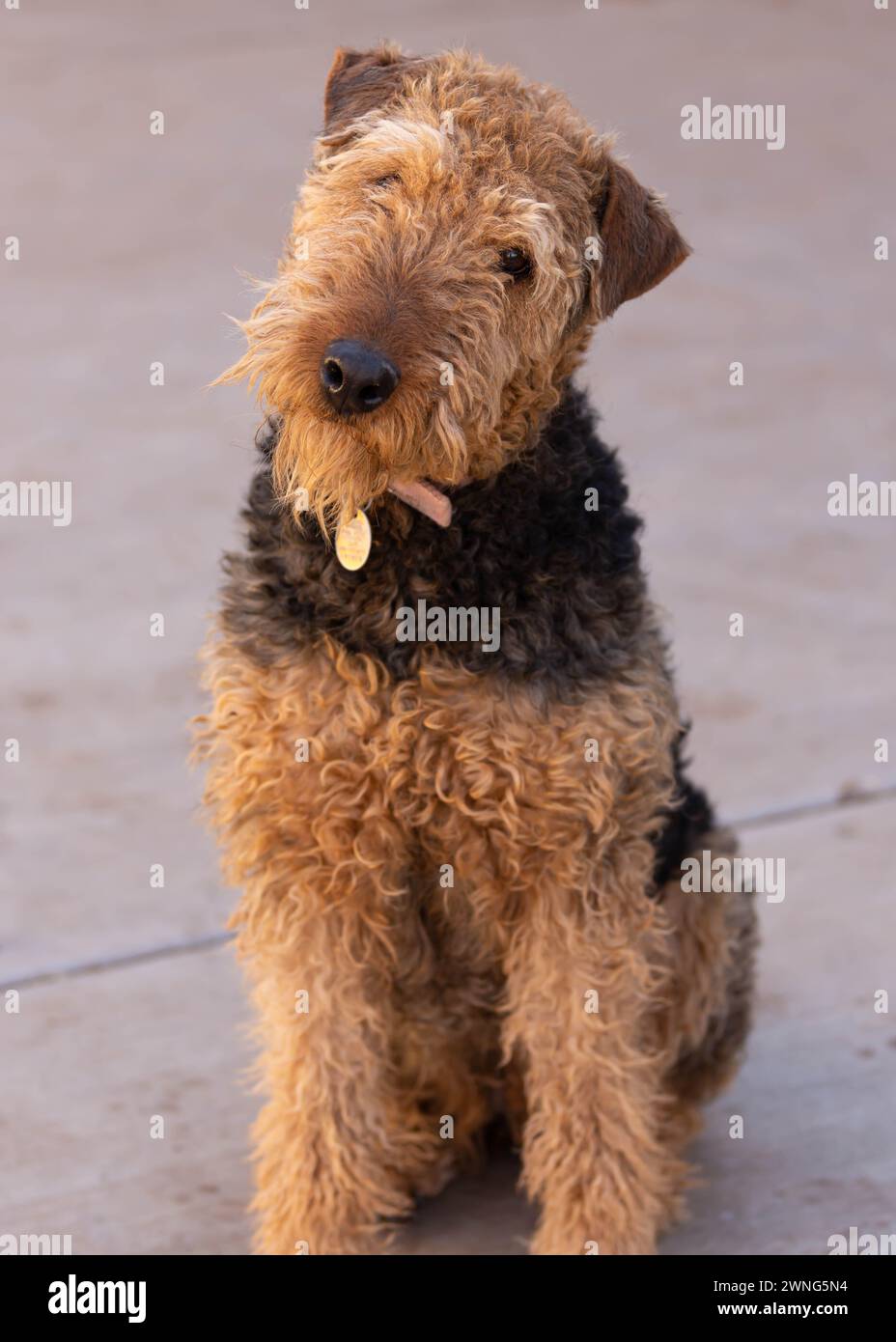 Portrait of Airedale dog sitting, looking with head tilted to the side ...