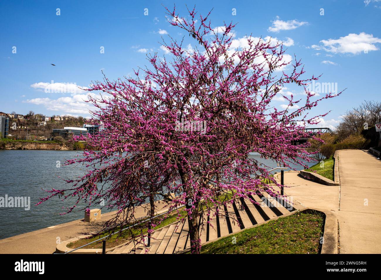 On a crisp early spring day, a cherry blossom tree graces the banks of ...